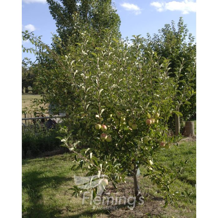 Dwarf Golden Delicious Apple Tree Tasty Red™ Fruit Snacks™ Apple