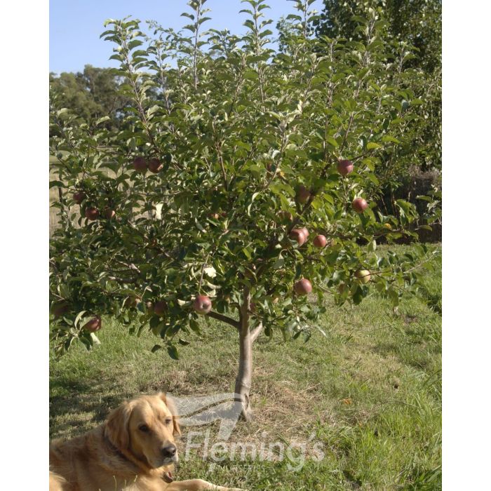 Dwarf Fuji Apple Tree Dwarf Patio Gala Apple Tree, Self Fertile, Sweet