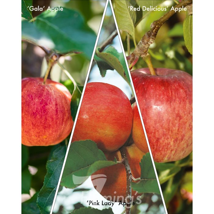 3 way Apple 'Gala'-Pink Lady-'Red Delicious