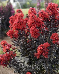 The Magic Series® Lagerstroemia