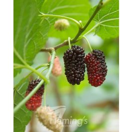 'Black English' Mulberry