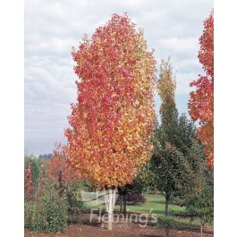 Acer rubrum 'Bowhall'