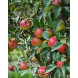 Pixie Crunch- cv.'Co-op 33' Apple