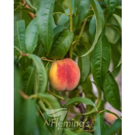 'Elberta' Peach