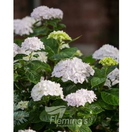 Hydrangea macrophylla 'Blushing Bride' Endless Summer®