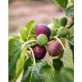 'Black Genoa' Fig