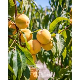 'Golden Queen' Peach