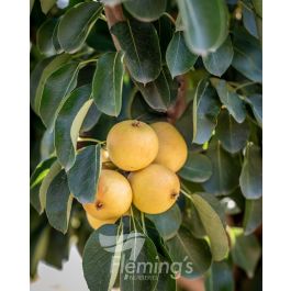 'Paradise' Mini Pear