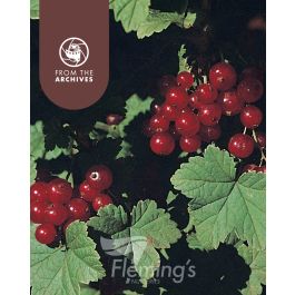 Red Currant (Seedling)