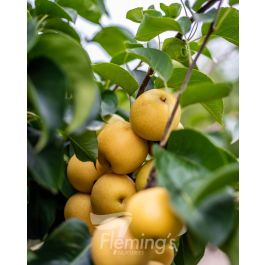 'Shinseiki' Asian Pear