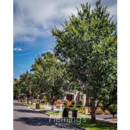 Ulmus parvifolia 'Todd'
