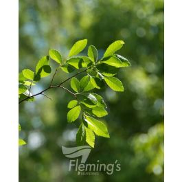 Ulmus parvifolia 'Reflection'