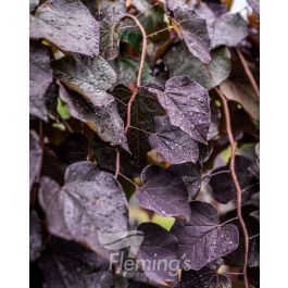 Cercis canadensis 'Ruby Falls'