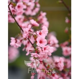 Prunus x incam 'JFS-KW14' First Blush