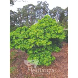 Acer palmatum 'Mikawa-yatsubusa'