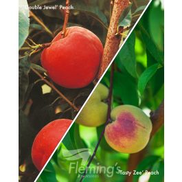 2 way Peach Double Jewel™-'Tasty Zee'