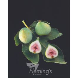 'White Adriatic' Fig