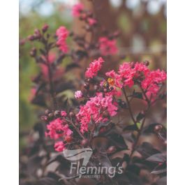 Lagerstroemia 'Twilight Magic'