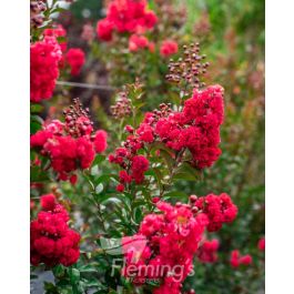 Lagerstroemia 'Ruffled Red Magic'