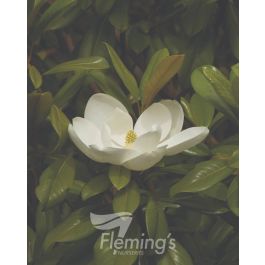 Magnolia grandiflora 'MGTIG'-Greenback®