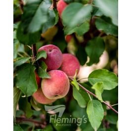 Dwarf Apple 'Red Fuji'