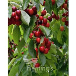 'Minnie Royal' Cherry
